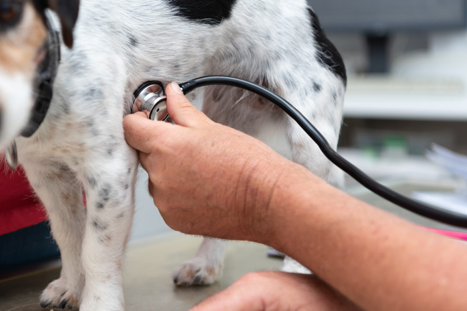 Dilated Cardiomyopathy in Dogs: Signs & Treatment of DCM - Ollie Blog